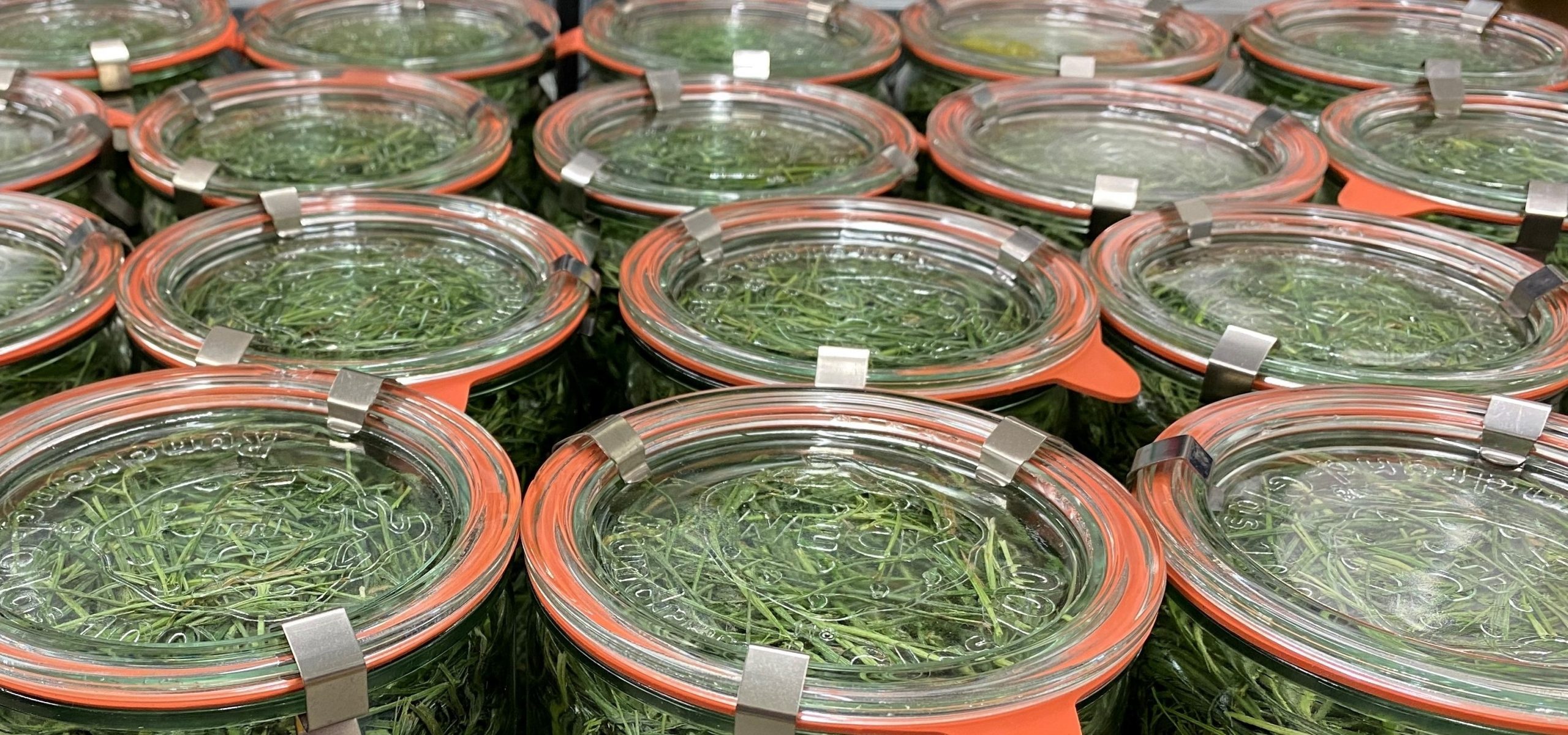 The Science behind Silage Inoculant Development | BONSILAGE USA