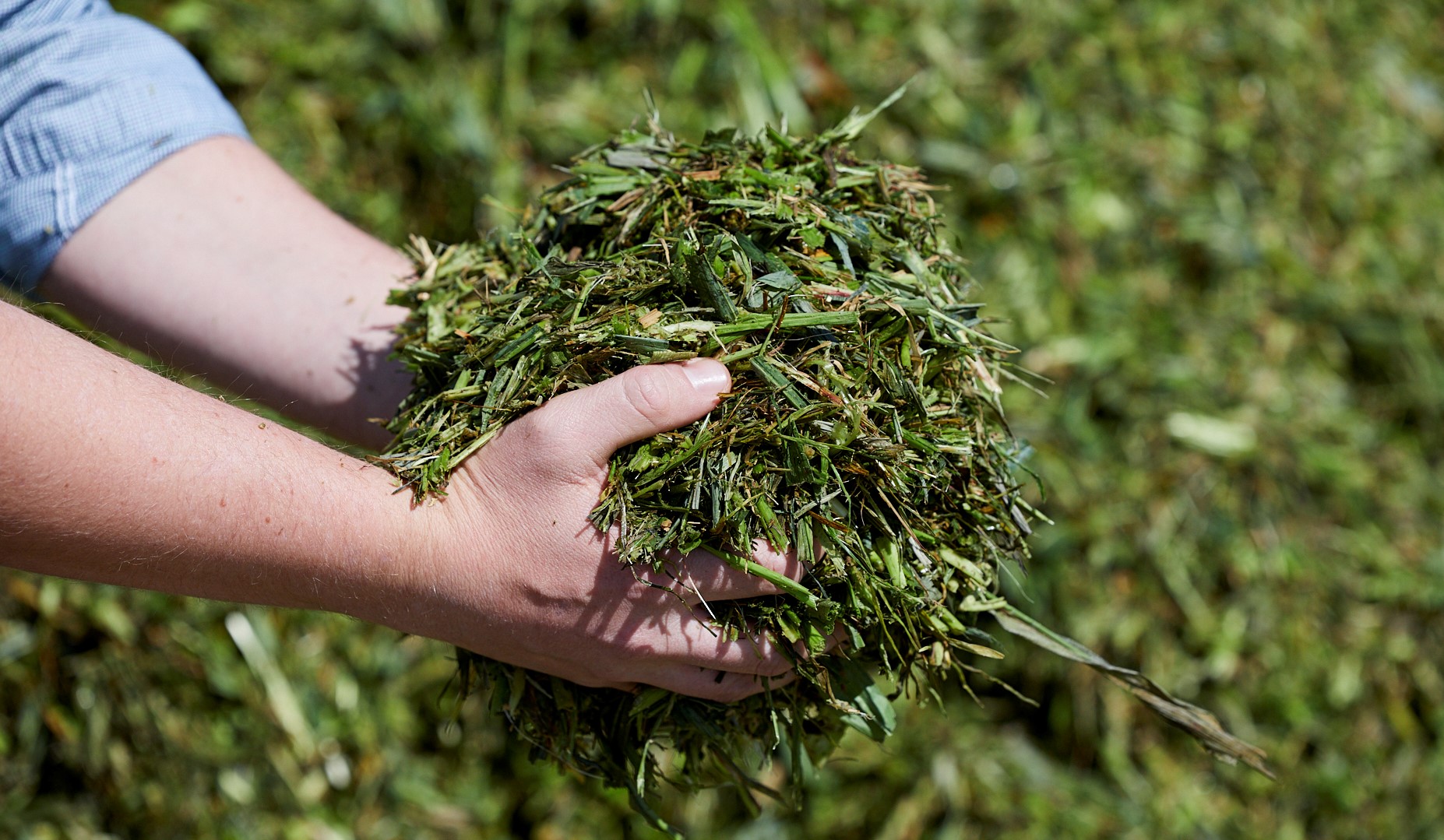 Overcoming Challenges for Grass and Legume Silage | BONSILAGE USA