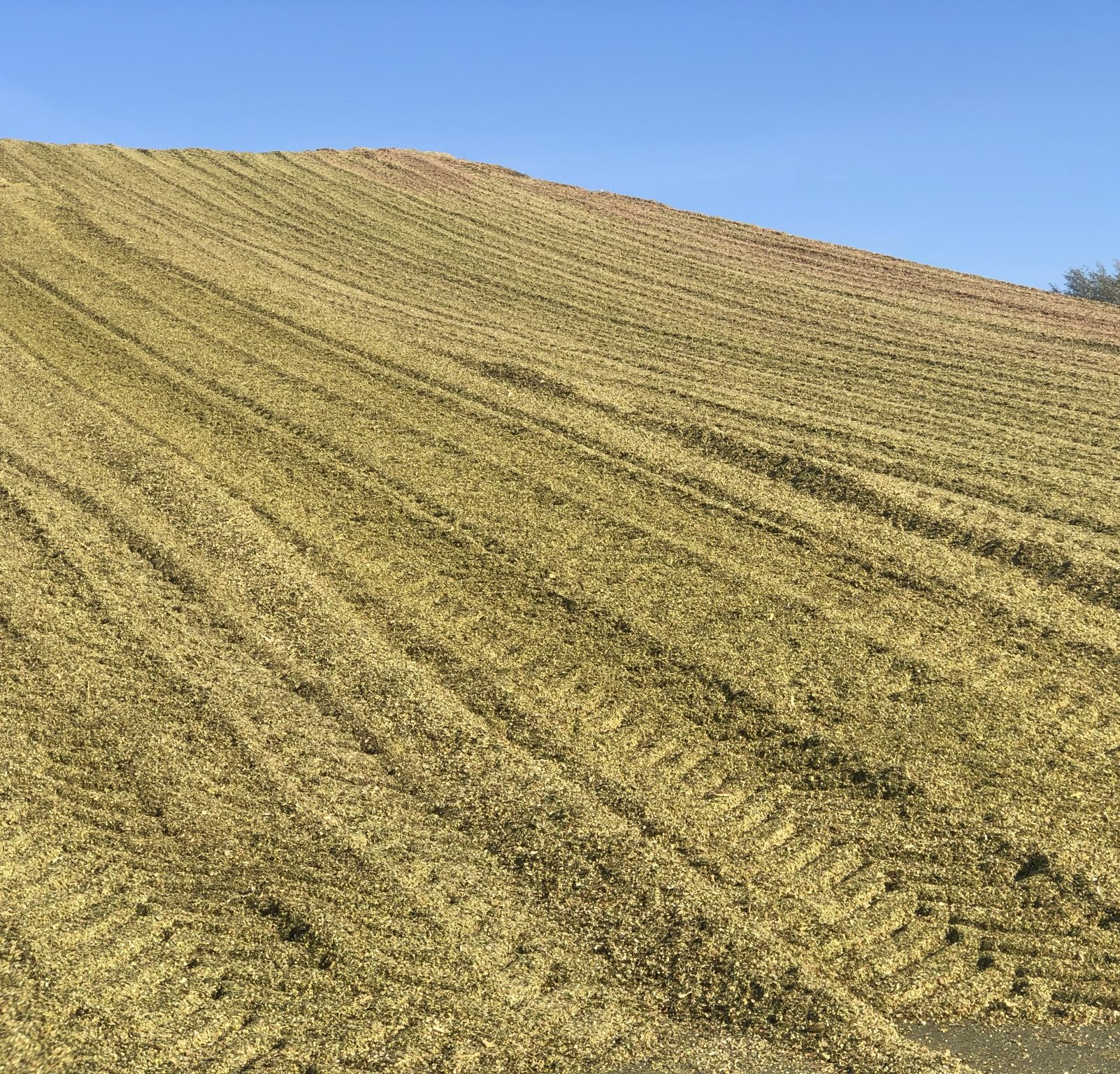 Defining Corn Silage Quality | BONSILAGE USA