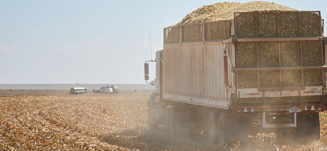 What happens if the forage gets too dry? | BONSILAGE USA