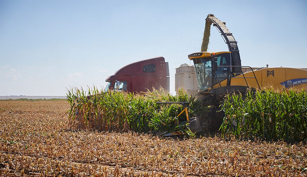 Chop-down your long-term work with these daily post-chopping routines ...