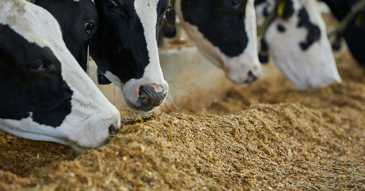 Successful Feeding Strategies to Support Cow Fitness | BONSILAGE USA