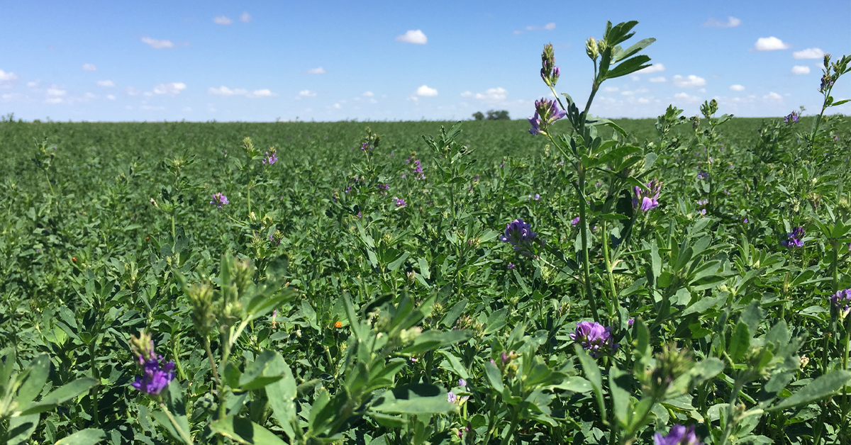 Alfalfa Field Management Can Make All The Difference | BONSILAGE USA