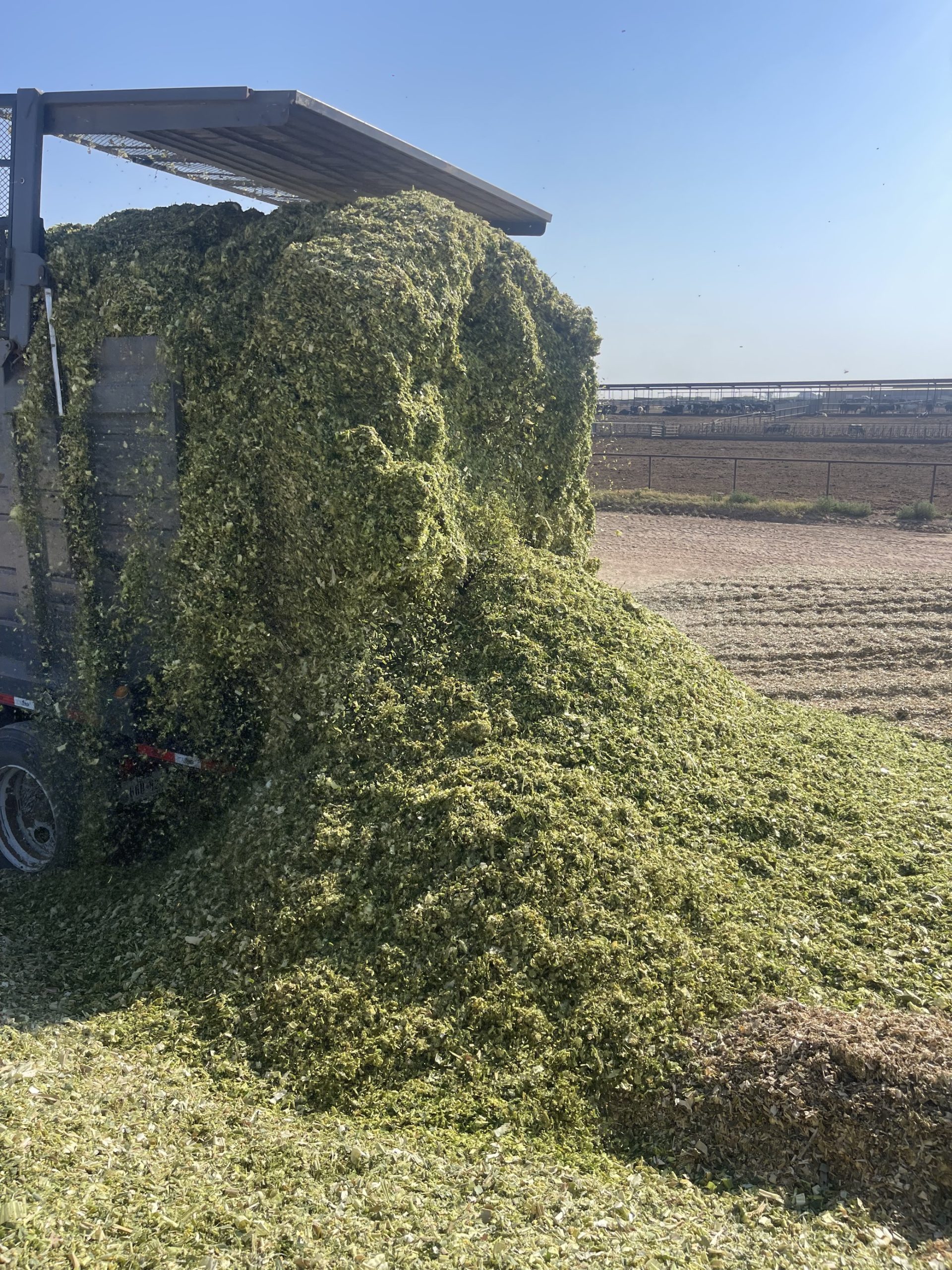 Prioritize Quality When Chopping Corn Silage | BONSILAGE USA