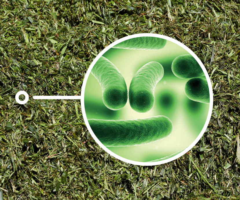 Overcoming hard-to-ensile forages | bonsilage USA