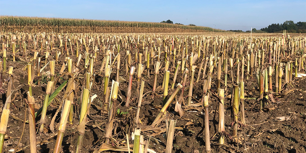 Choosing the Right Winter Forage: Best Options for Livestock and Soil ...